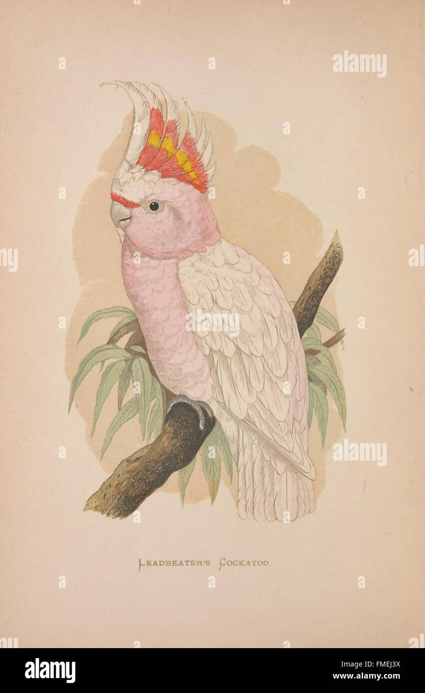 Plate 3 of 'Parrots in Captivity' depicts various species of parrots ...
