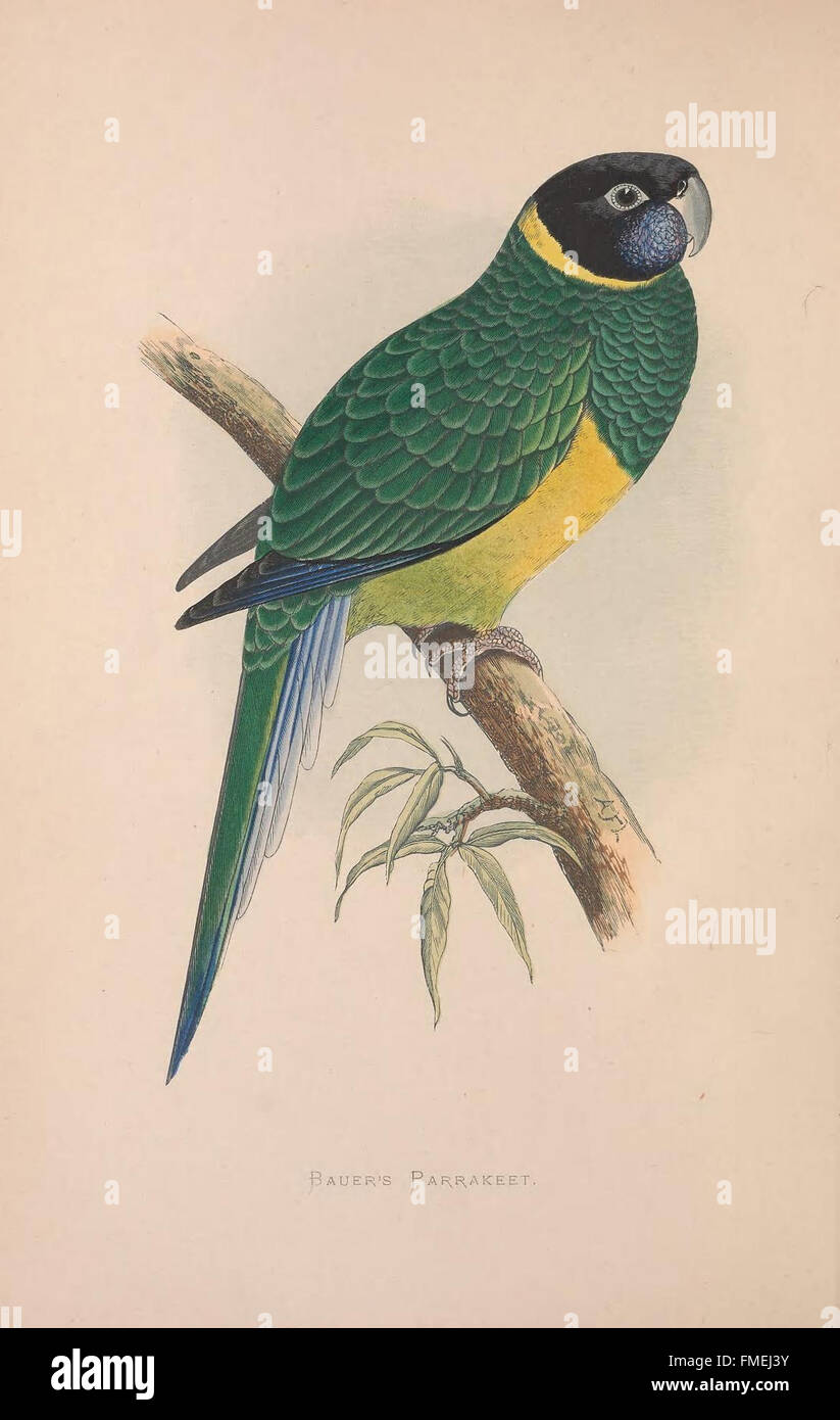 Plate 3 from 'Parrots in Captivity' presents illustrations of various ...