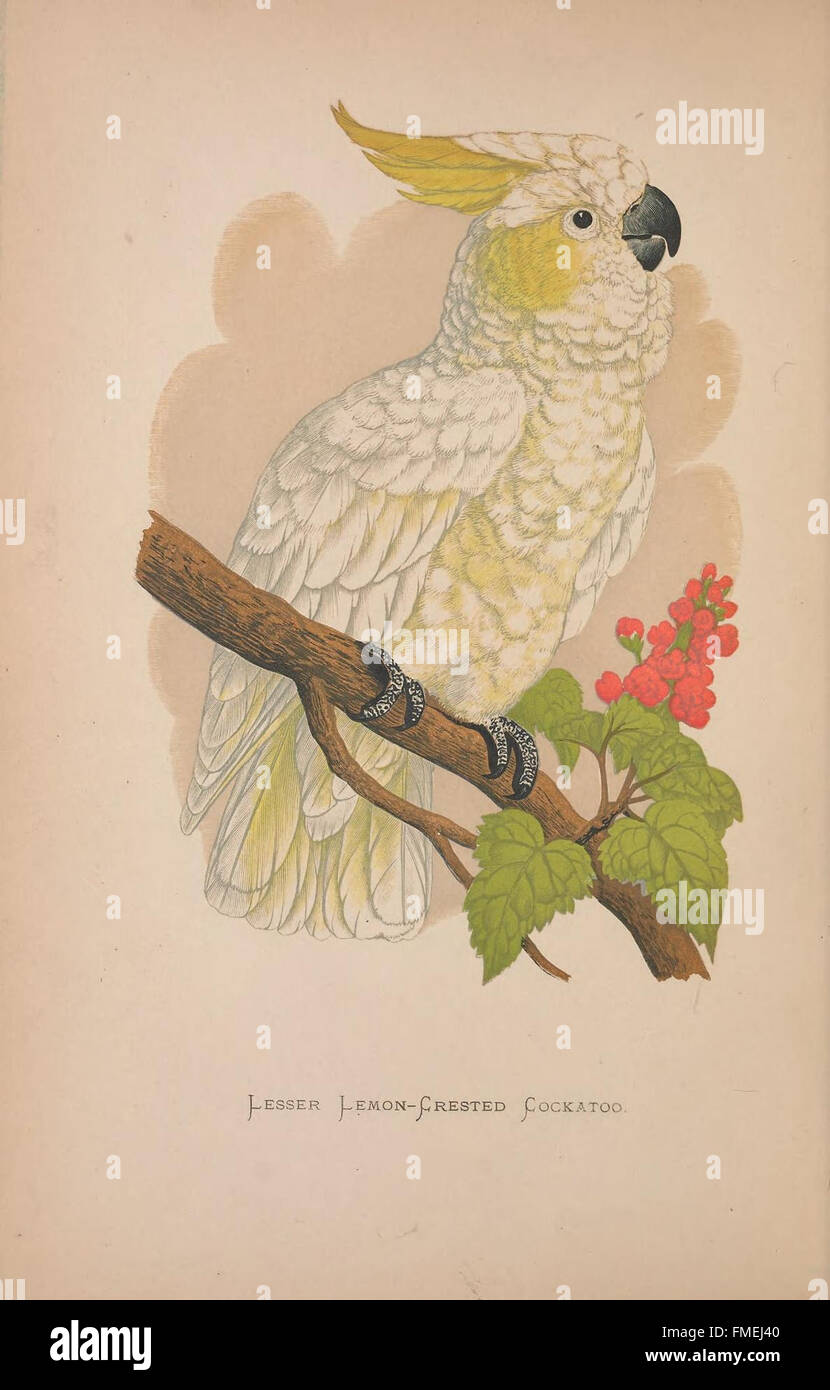 Plate 4 from 'Parrots in Captivity' illustrates various species of ...