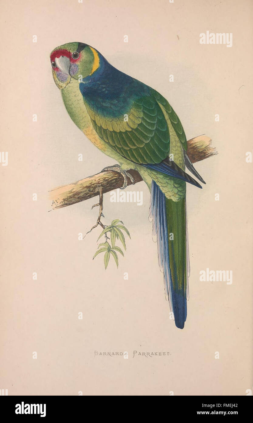 Plate 4 from 'Parrots in Captivity' illustrates various parrot species ...