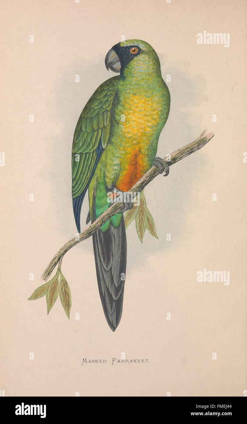 'Parrots in Captivity' (Plate 5) features a detailed depiction of ...