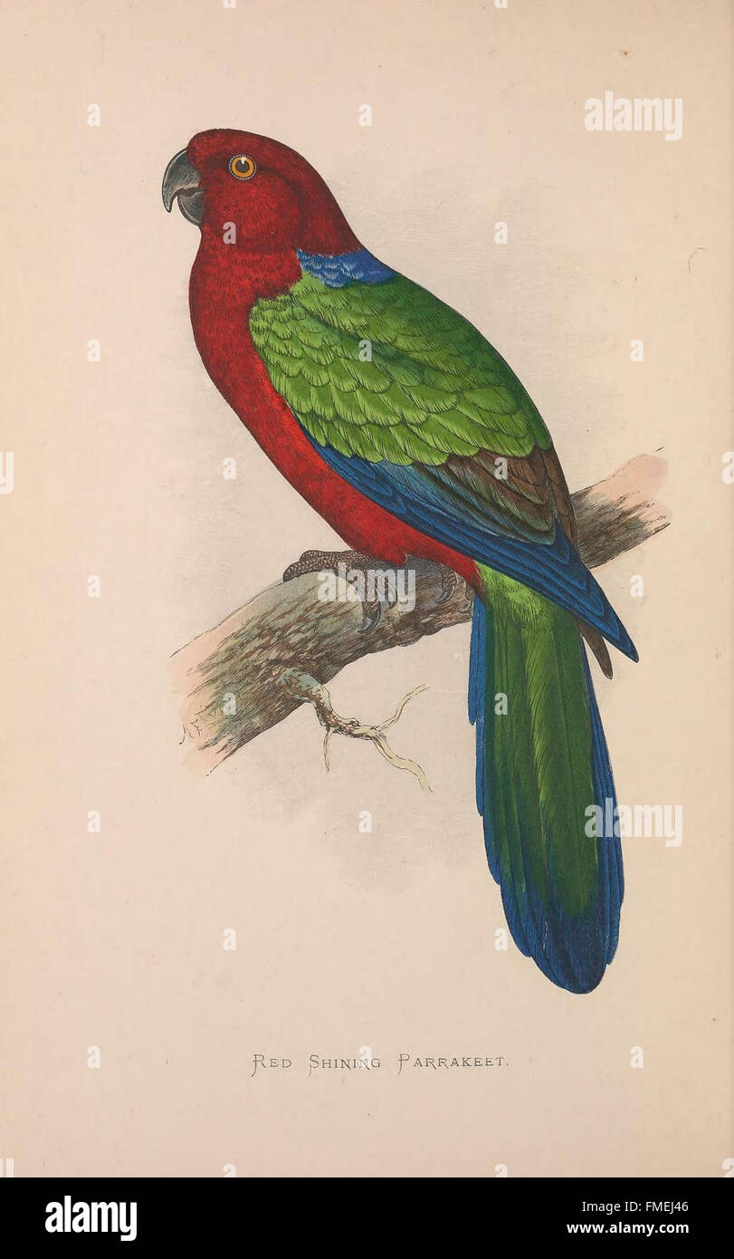 Plate 6 from 'Parrots in Captivity' showcases various parrot species in ...