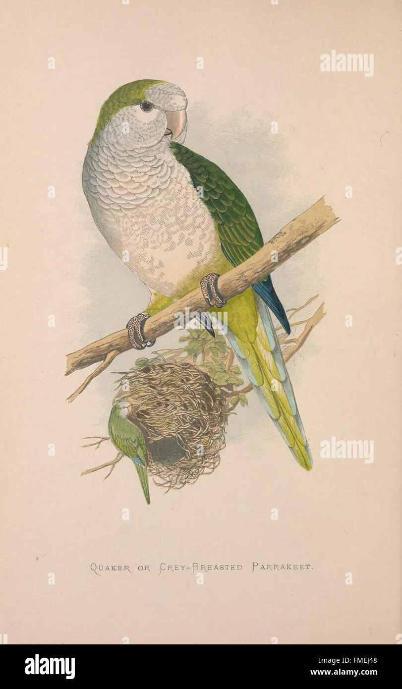 Plate 7 from 'Parrots in Captivity' presents various species of parrots ...