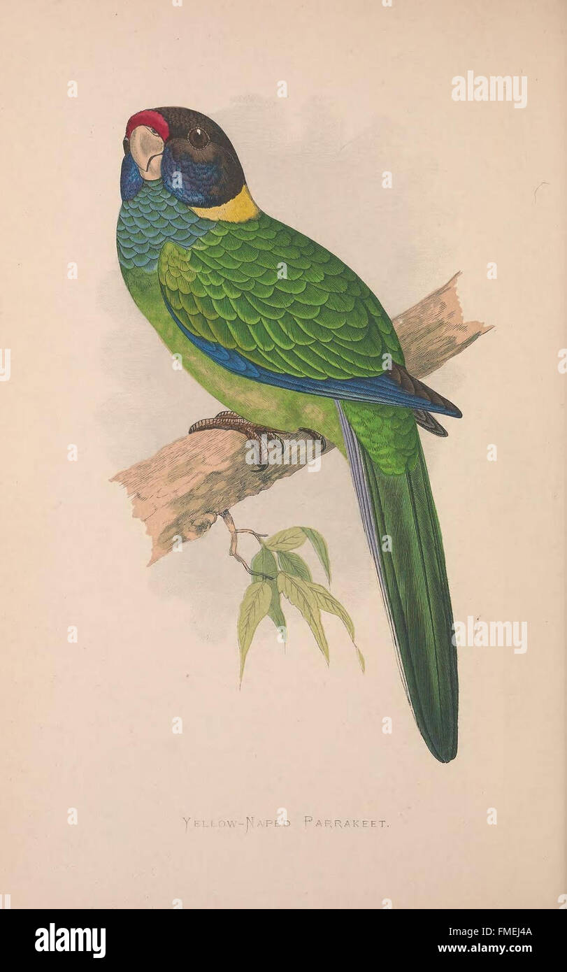 Plate 8 from 'Parrots in Captivity' presents detailed illustrations and ...