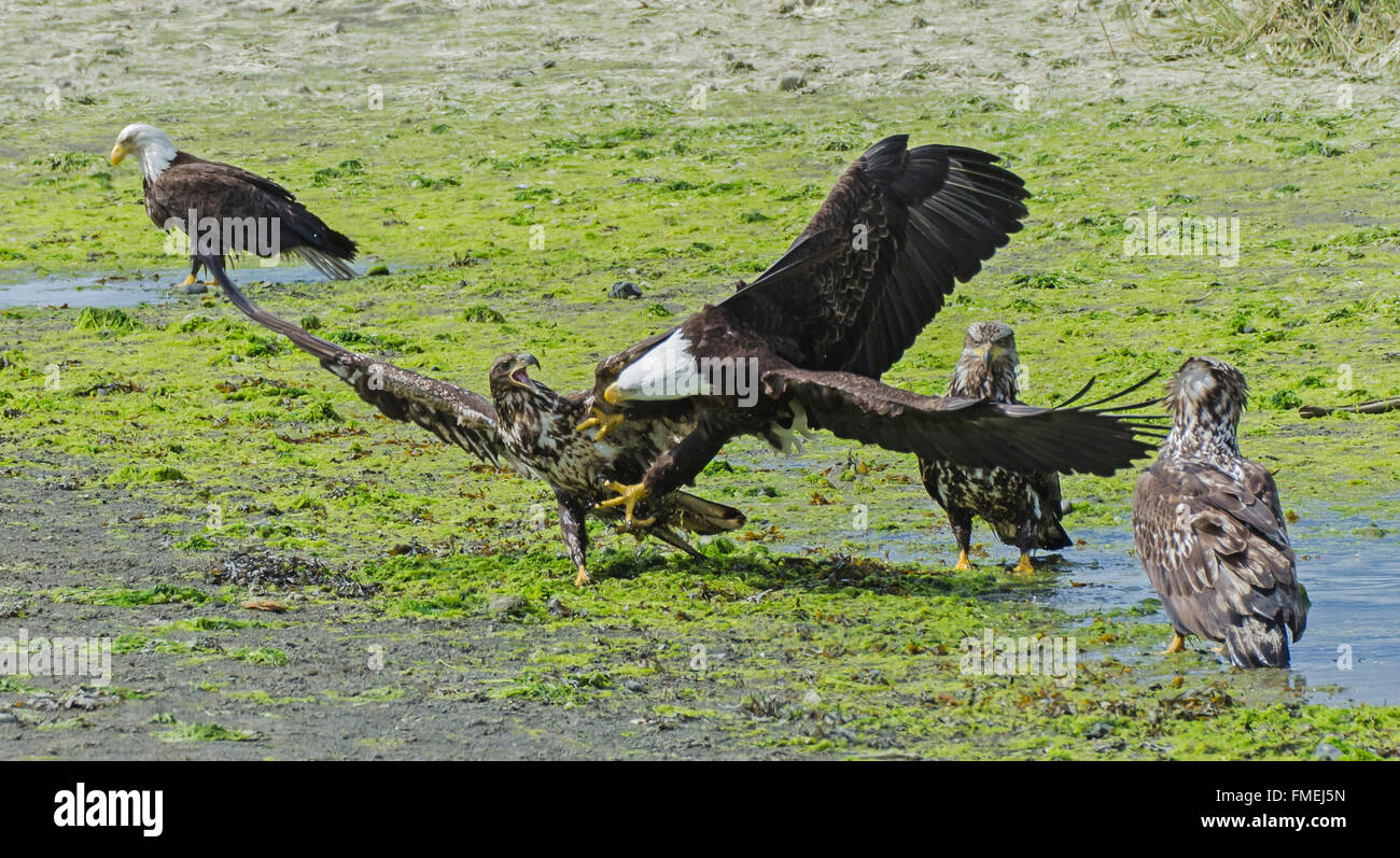 Adult bald eagle intimidating a juvenile Stock Photo - Alamy