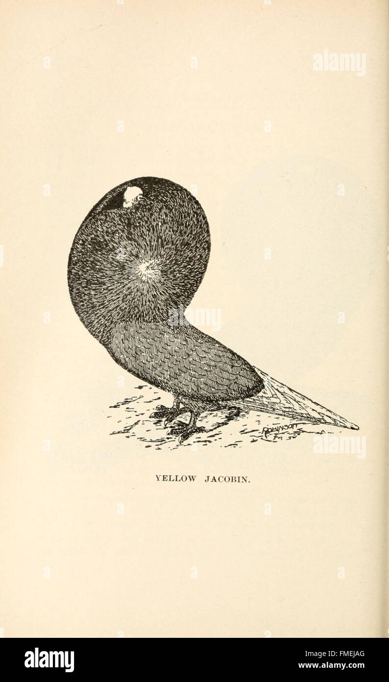 A detailed guide on pigeons, including information on various species ...