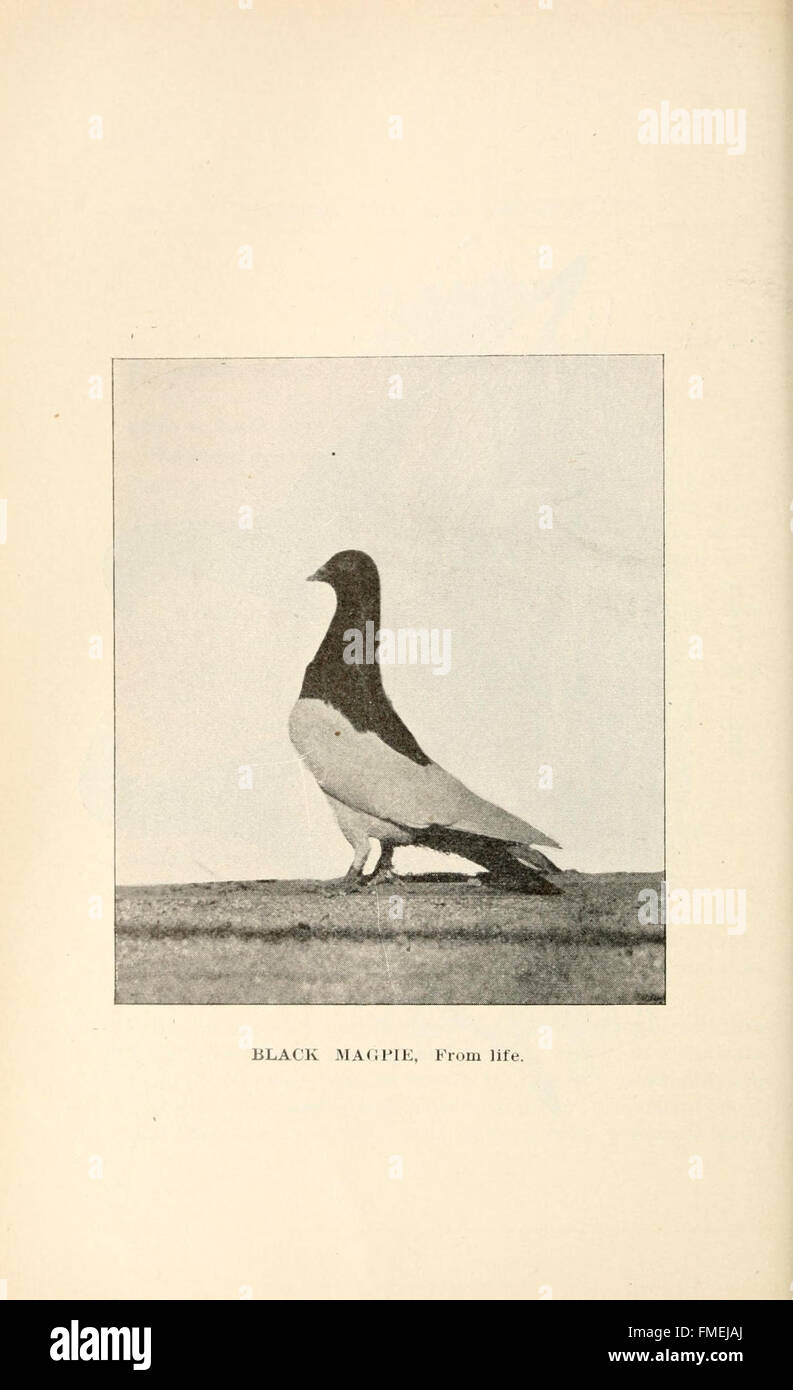 Page 138 of 'Pigeons and All About Them' explores the history, behavior ...