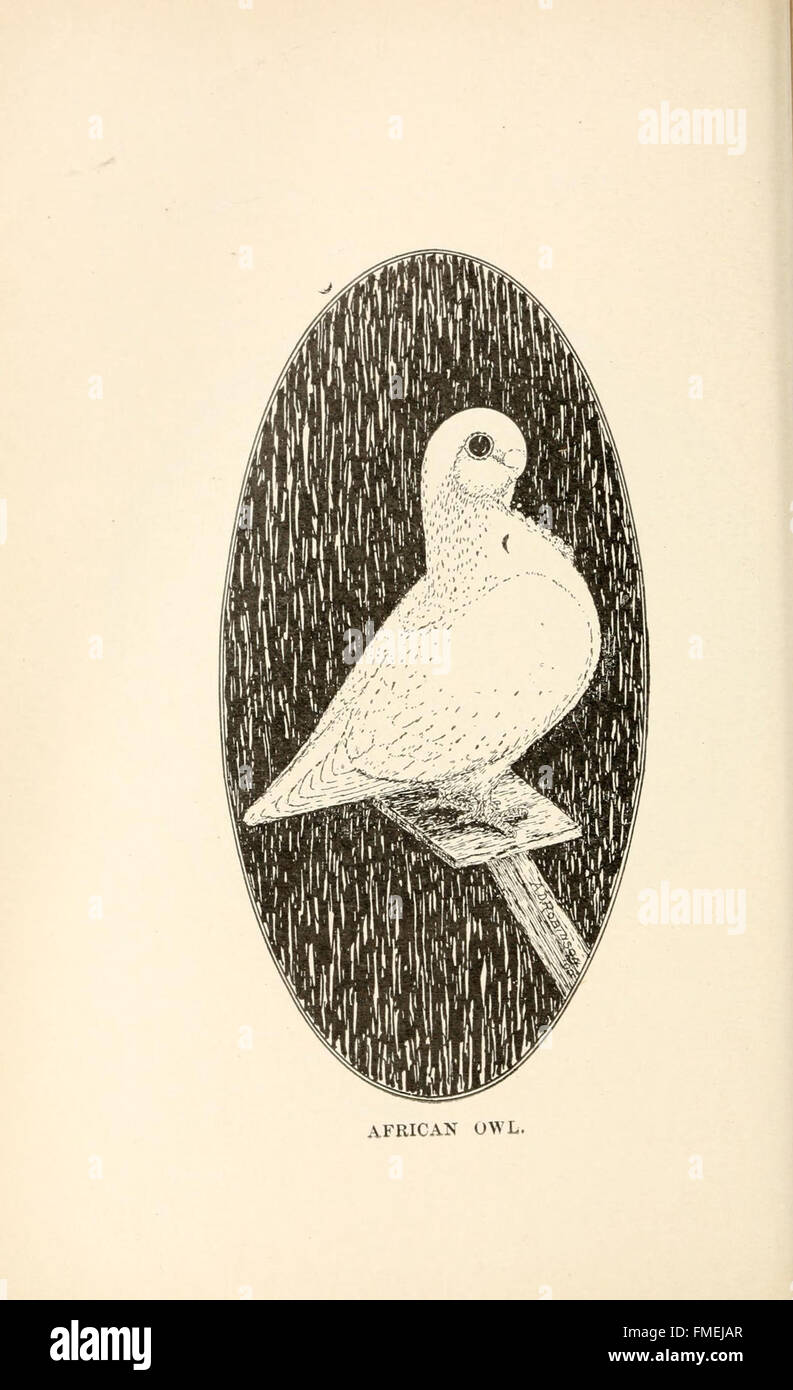 An entry from 'Pigeons and All About Them' providing detailed ...