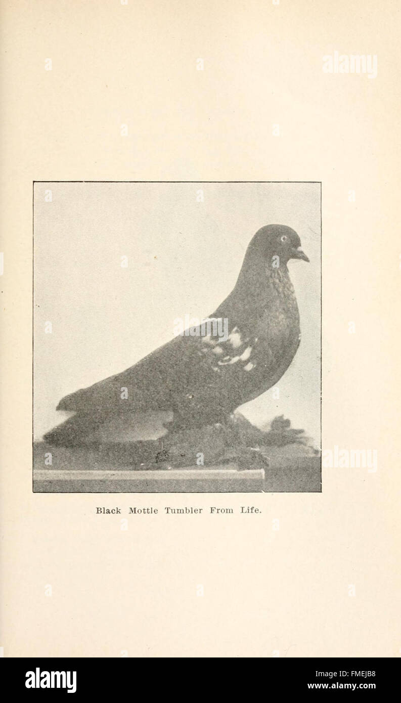 This section from 'Pigeons and All About Them' explores various aspects ...