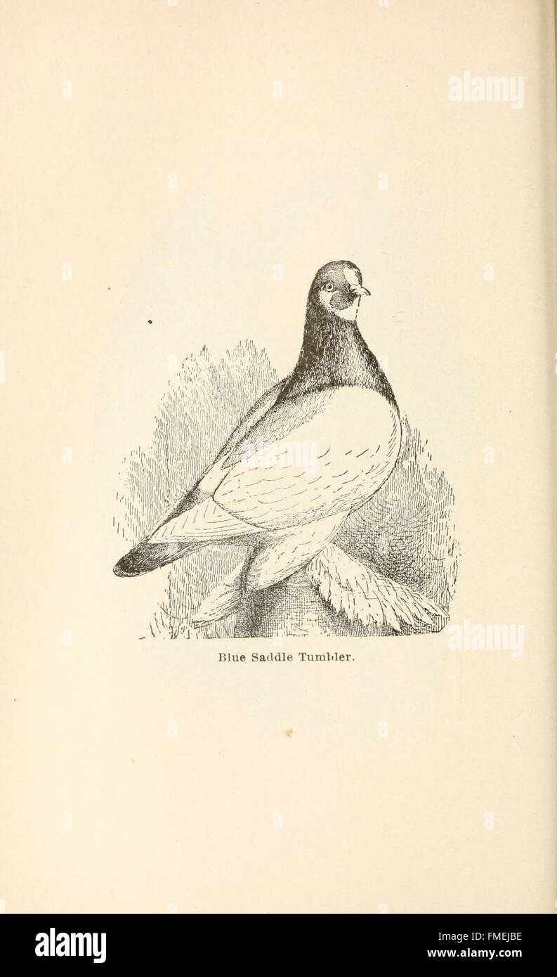 'Pigeons and All About Them' (Page 190) is a comprehensive guide ...