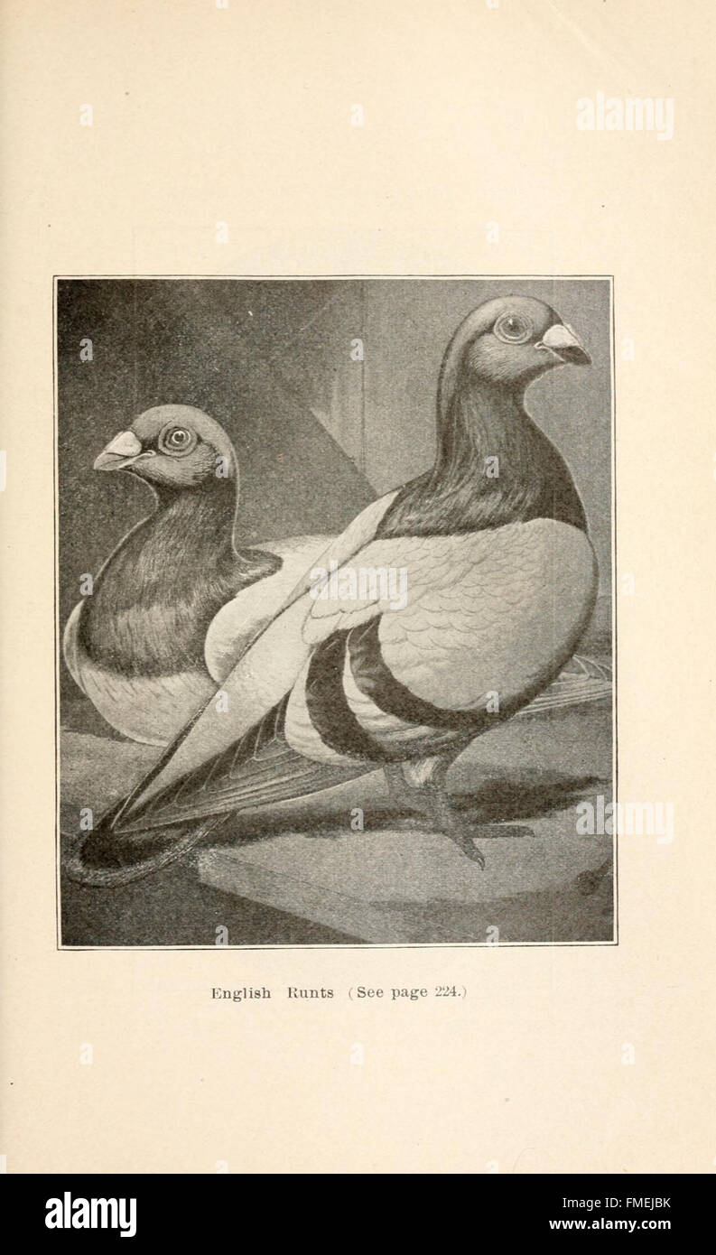 'Pigeons and All About Them' provides an in-depth guide to pigeon ...