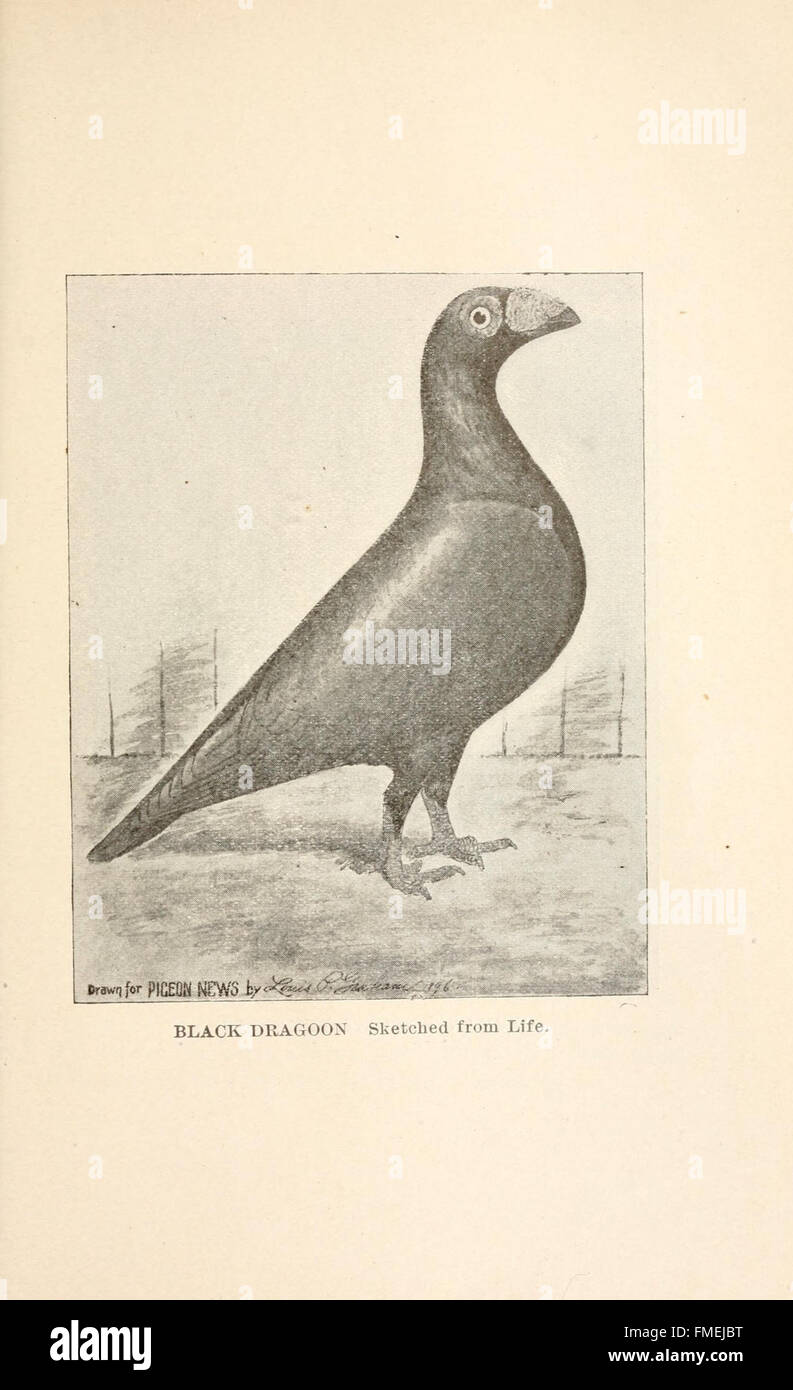 Page 211 of 'Pigeons and All About Them' provides an in-depth look at ...