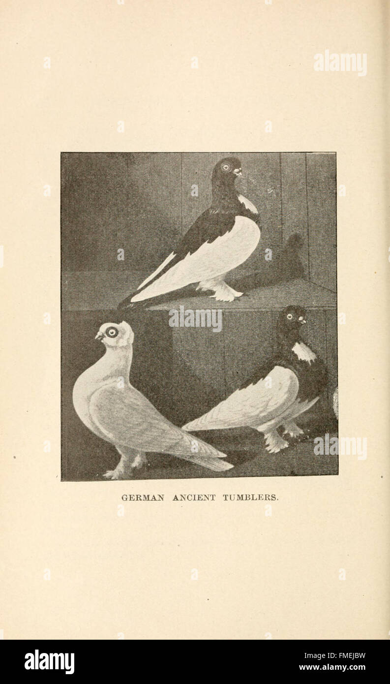 Page 212 of 'Pigeons and All About Them' explores detailed aspects of ...