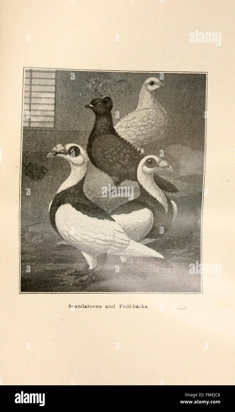 'Pigeons and All About Them' (Page 247) explores the characteristics ...