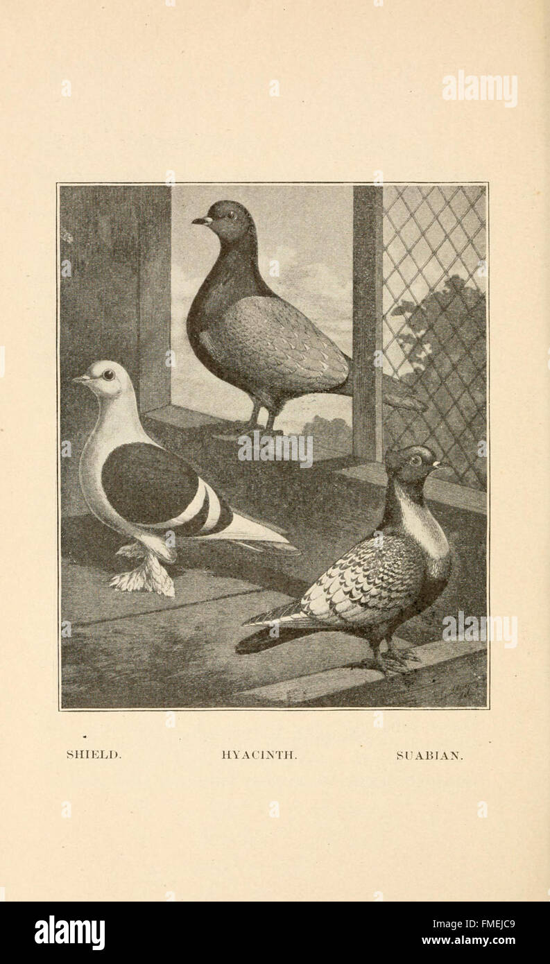 'Pigeons and All About Them' offers a comprehensive study of pigeon ...