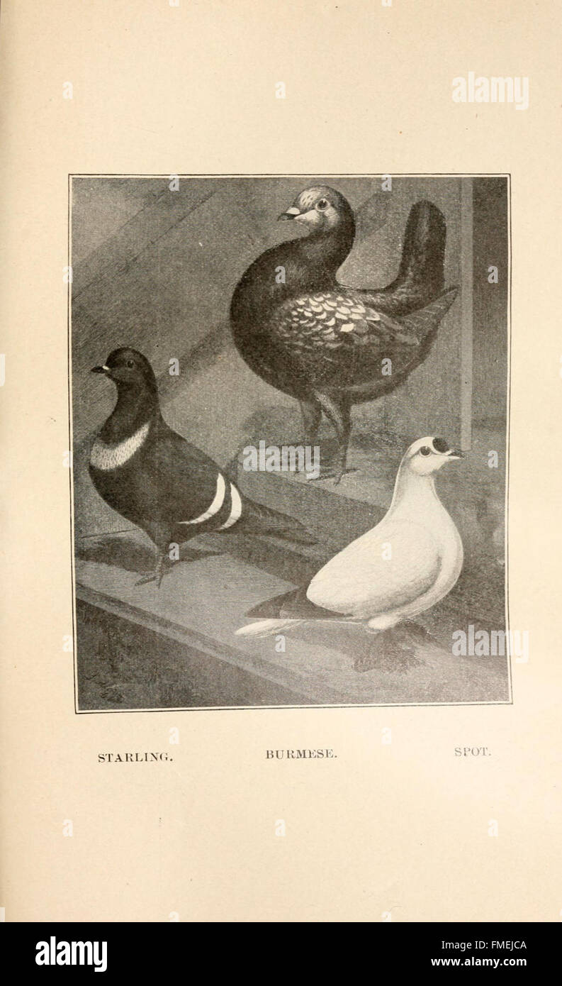 A comprehensive study of pigeons, including their biology, behavior ...