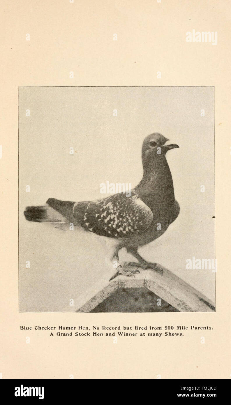 ‘Pigeons and All About Them’ provides a comprehensive guide on pigeons ...