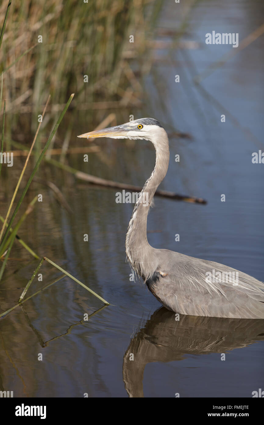 Great blue heron bird, Ardea herodias, in the wild, foraging in a lake ...