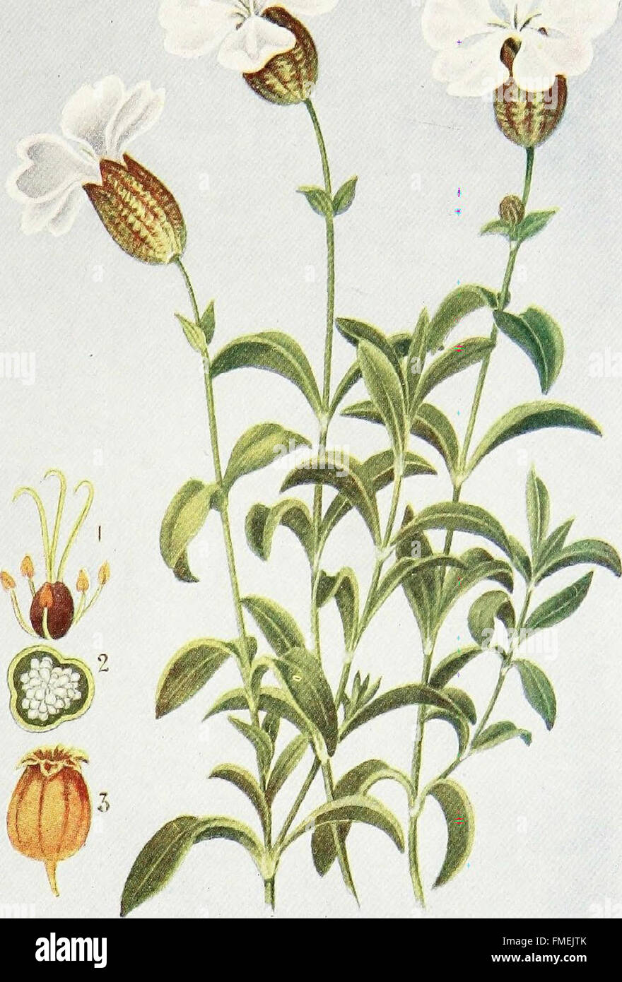 *Plant-Life* (1915) is a botanical work that includes 74 full-page ...