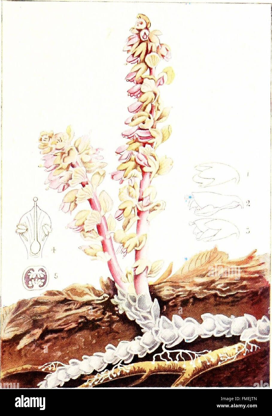 'Plant-life' (1915) features 74 full-page illustrations, including ...