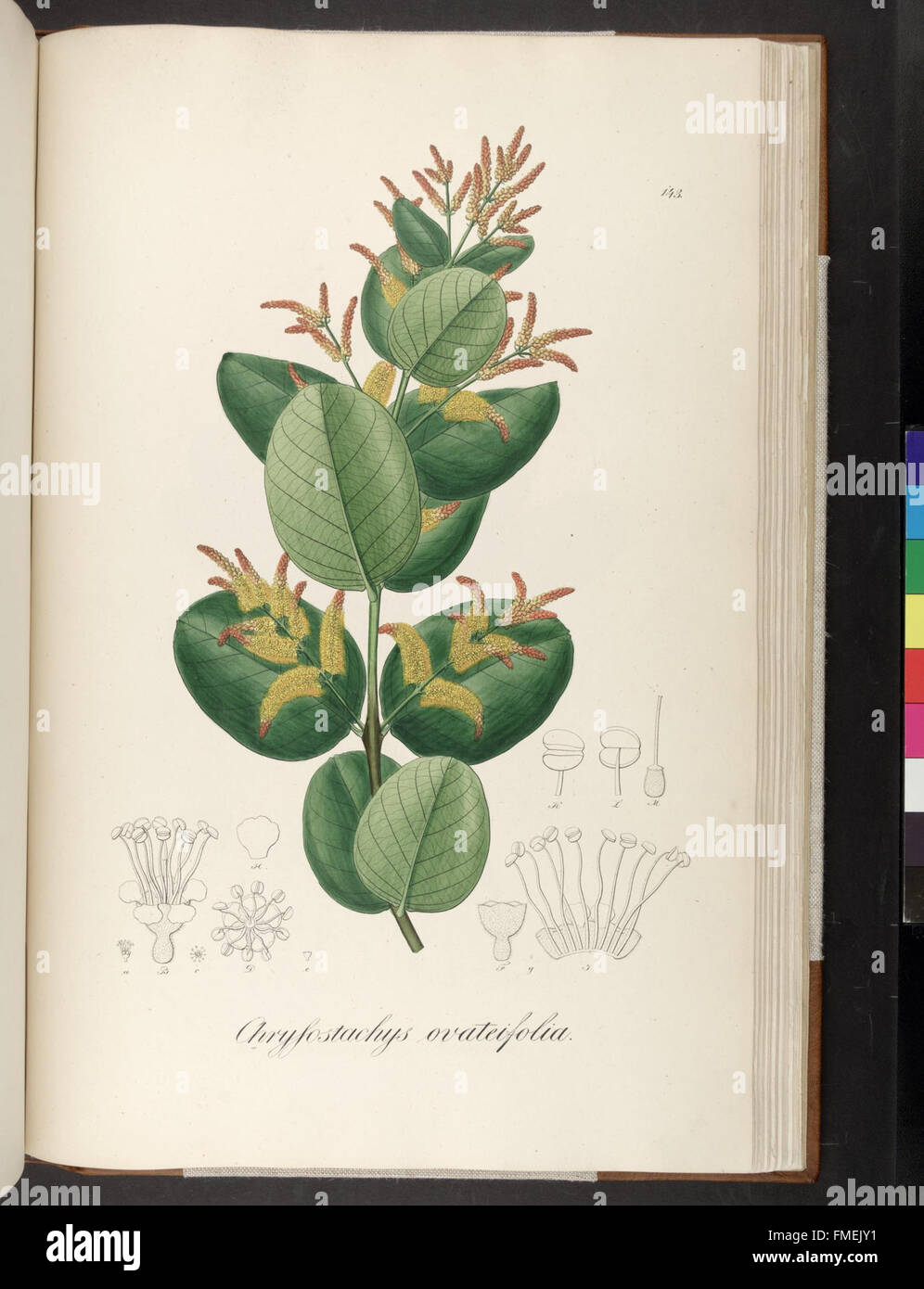 Plate 143 from 'Plantarum Brasiliae' features an illustration of a ...