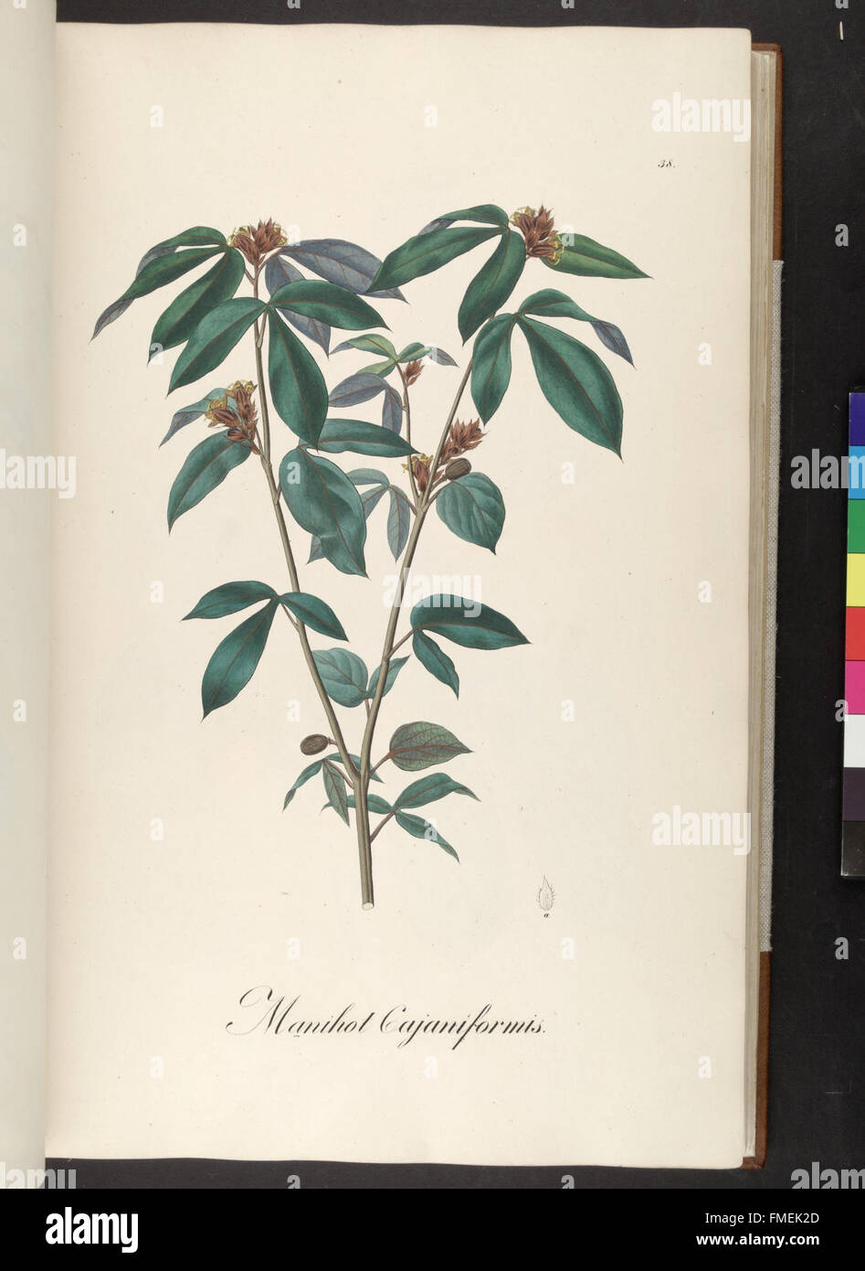 An in-depth illustration and description of plants native to Brazil ...