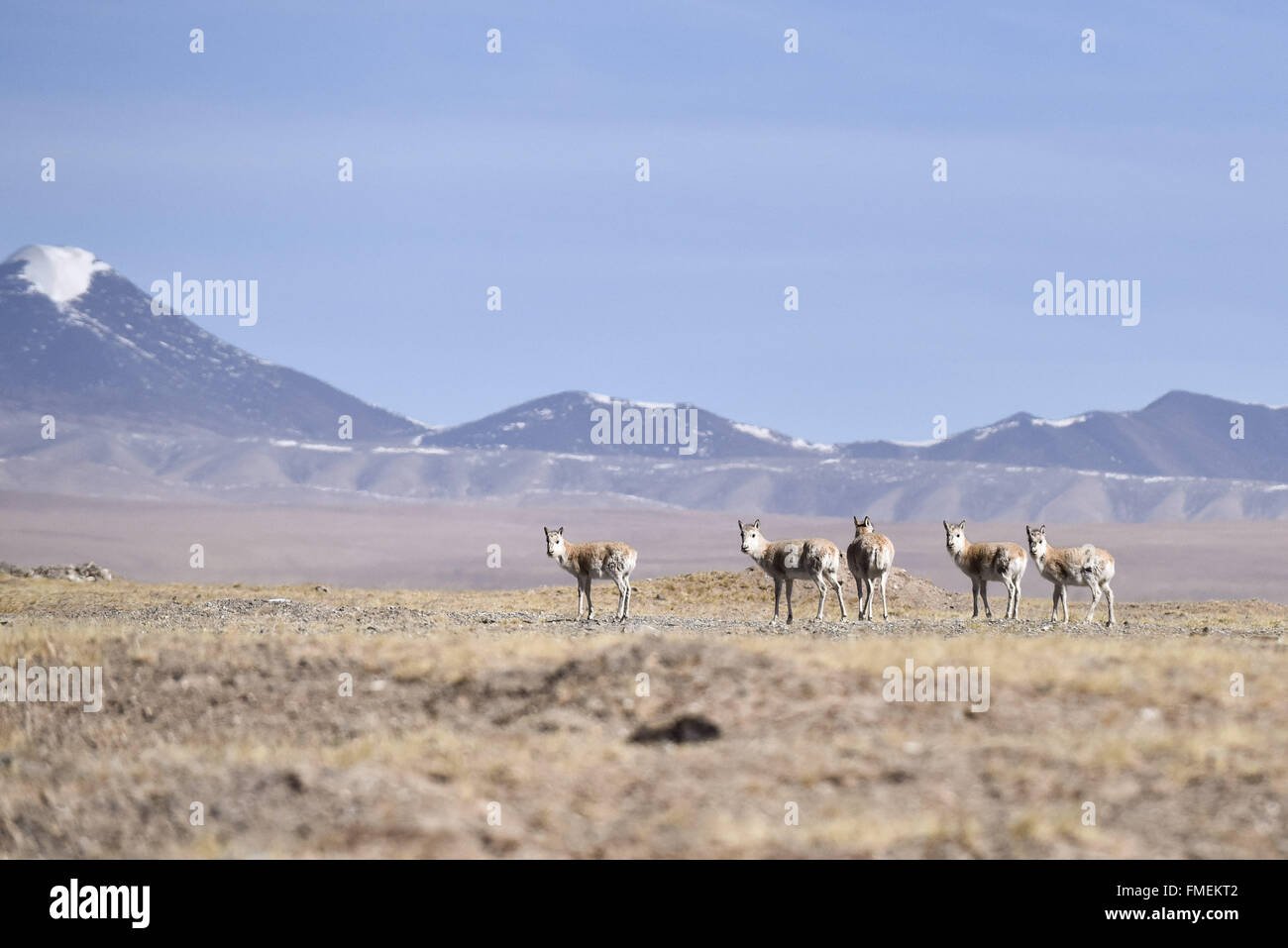 Golmud, China's Qinghai Province. 11th Mar, 2016. Tibetan antelopes ...