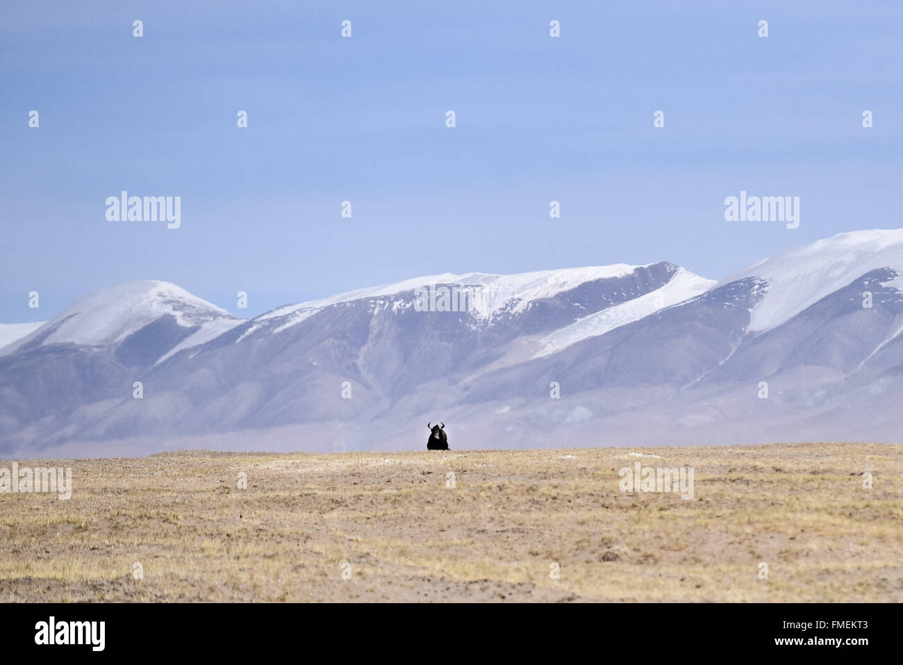 Golmud, China's Qinghai Province. 11th Mar, 2016. A wild yak wanders in ...