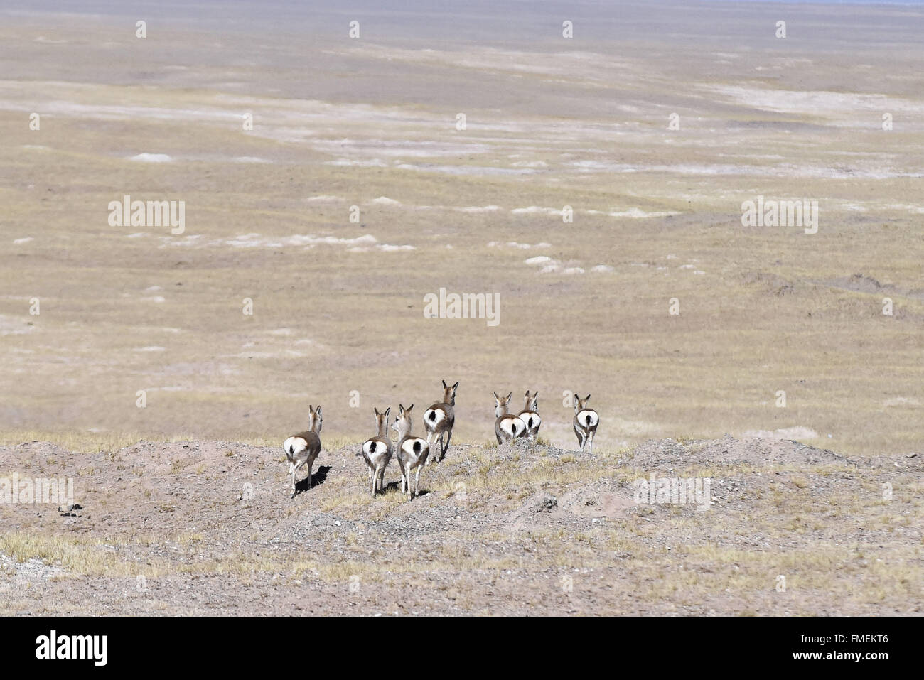 Golmud, China's Qinghai Province. 11th Mar, 2016. Tibetan antelopes ...