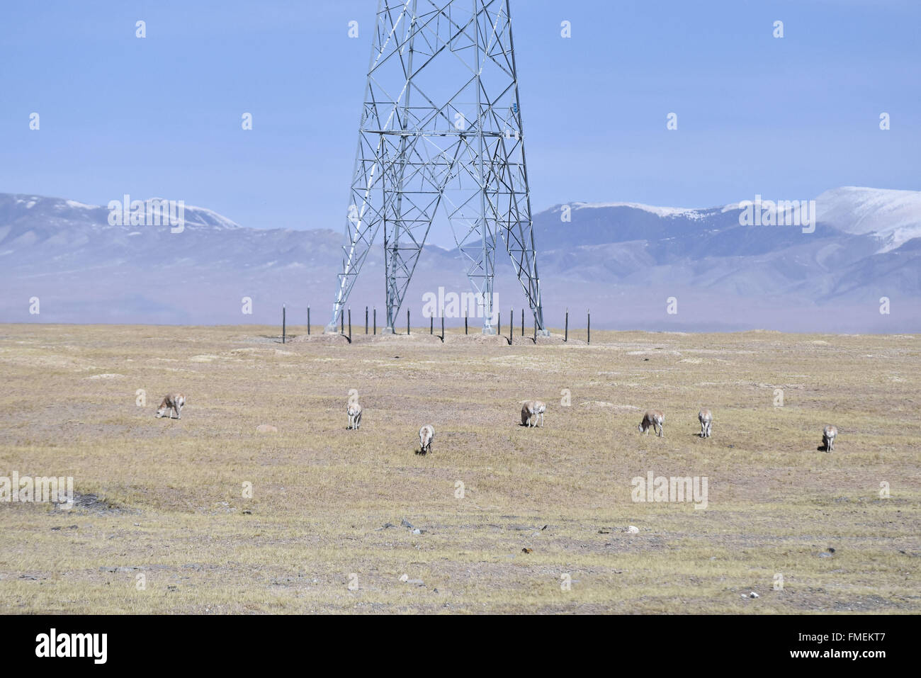 Golmud, China's Qinghai Province. 11th Mar, 2016. Tibetan antelopes ...