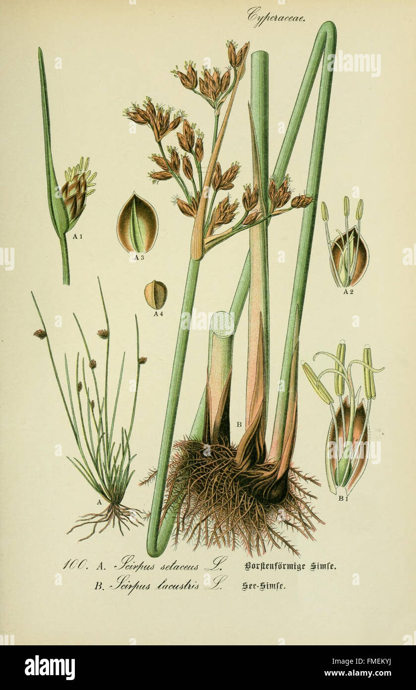 This botanical work by Prof. Dr. Thomé, featuring illustrations by ...