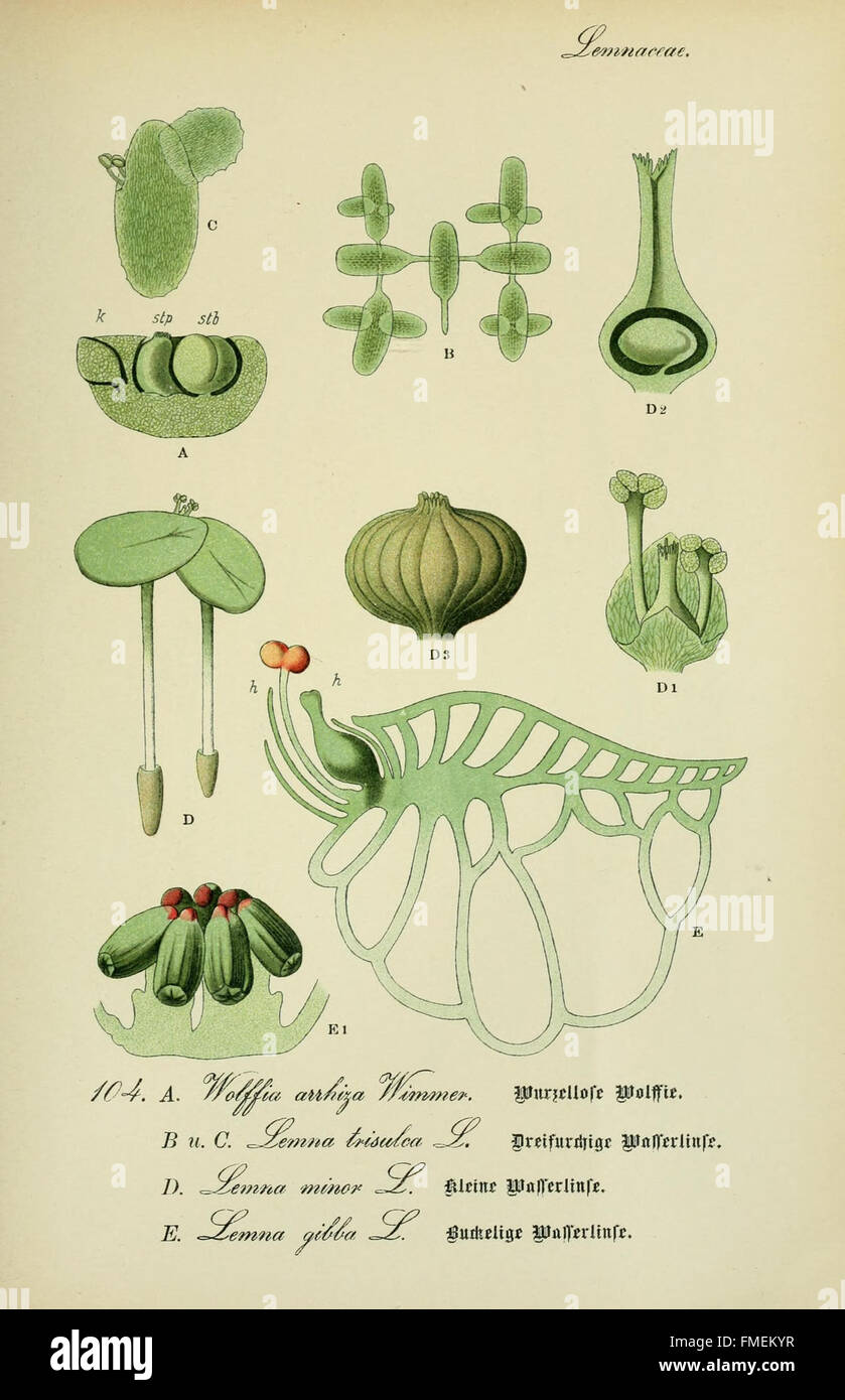 This detailed botanical guide, created by Prof. Dr. Thomé, focuses on ...