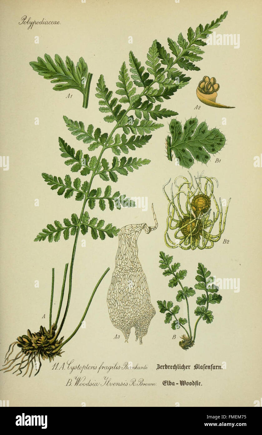 Plate 11 of 'Prof. Dr. Thomé's Flora' features detailed illustrations ...