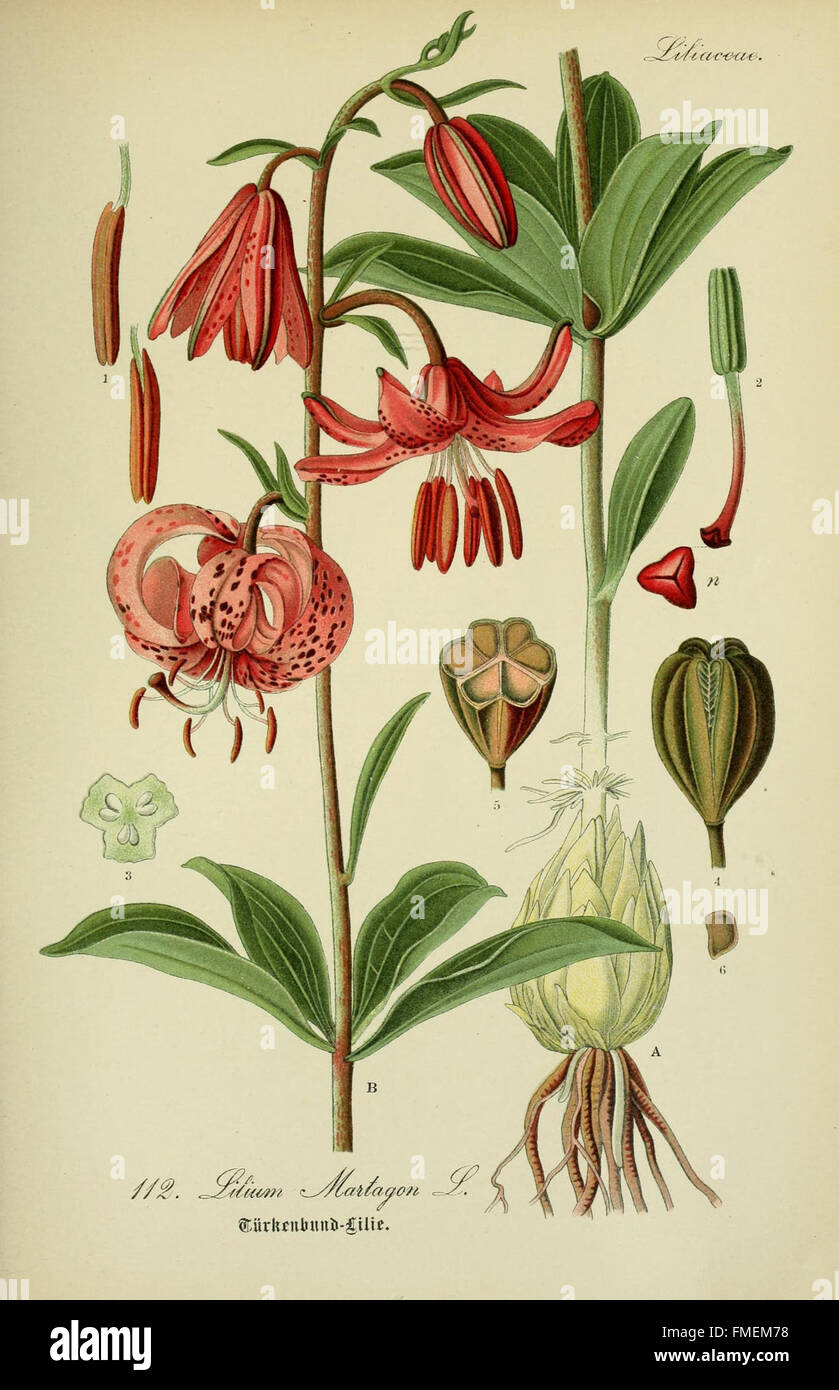 'Prof. Dr. Thomé's Flora von Deutschland, Österreich und der Schweiz ...