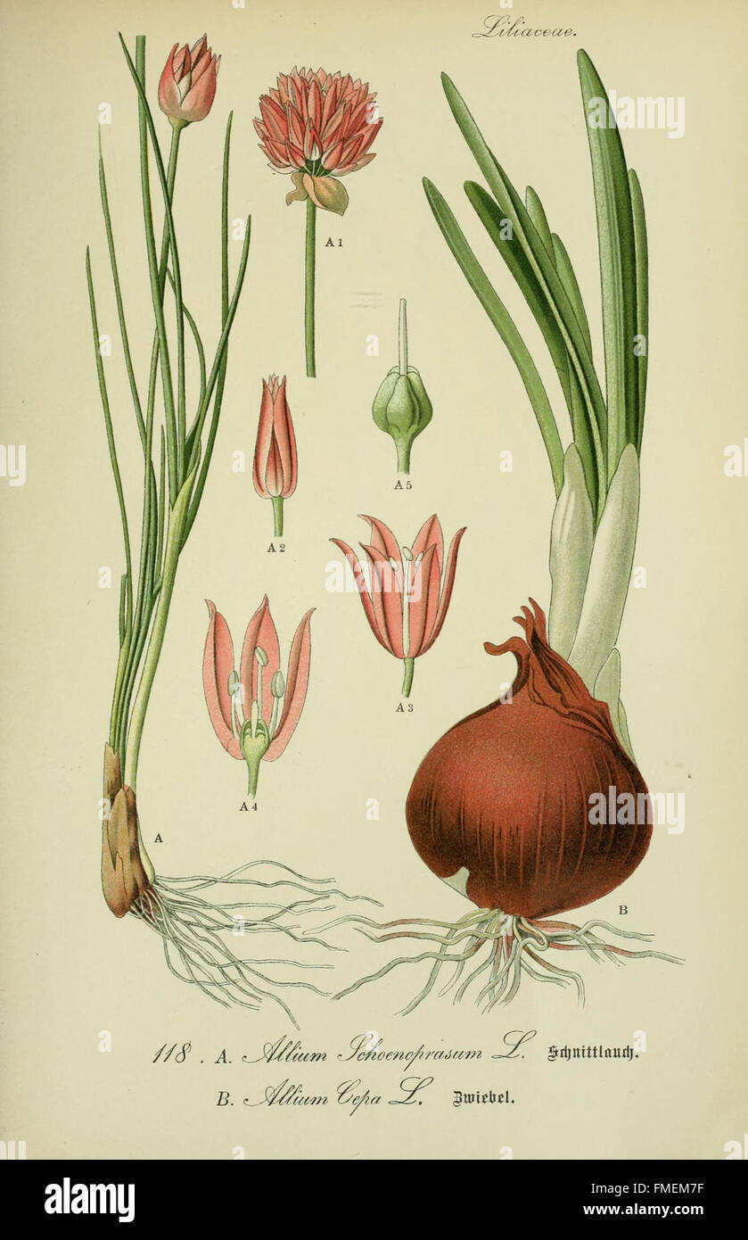 Plate 118 from 'Flora von Deutschland, Österreich und der Schweiz' by ...