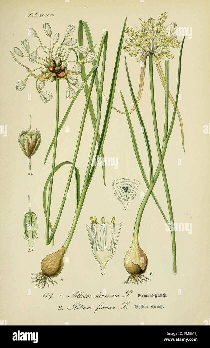 This botanical work by Prof. Dr. Thomé provides a comprehensive guide ...
