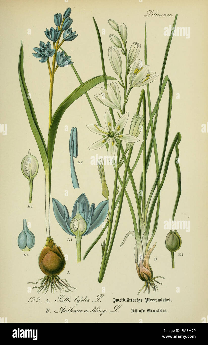 Plate 122 from Prof. Dr. Thomé's 'Flora von Deutschland, Österreich und ...