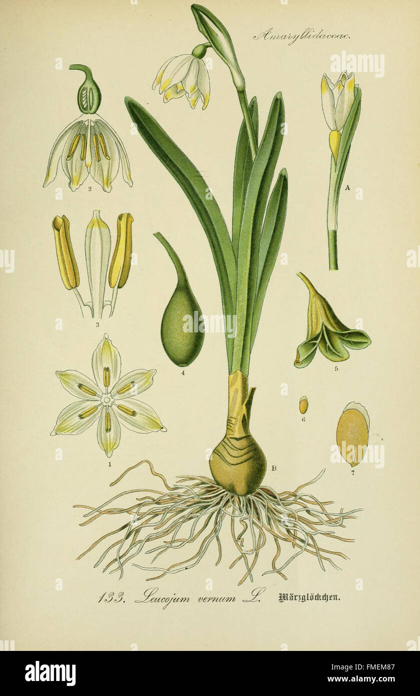 Plate 133 of 'Flora von Deutschland, Österreich und der Schweiz ...