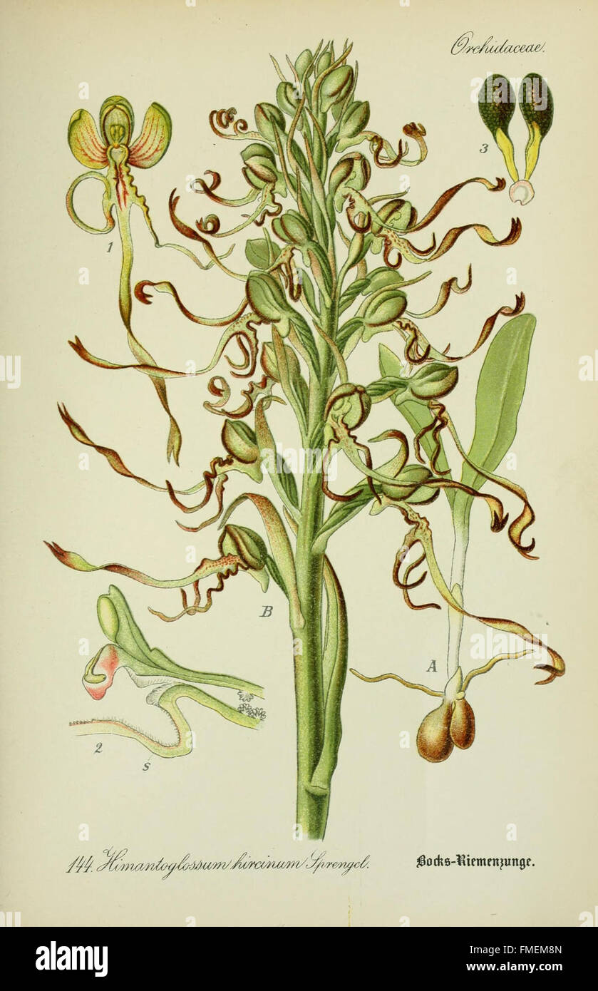 Plate 144 from 'Prof. Dr. Thomé's Flora' illustrates plant species ...