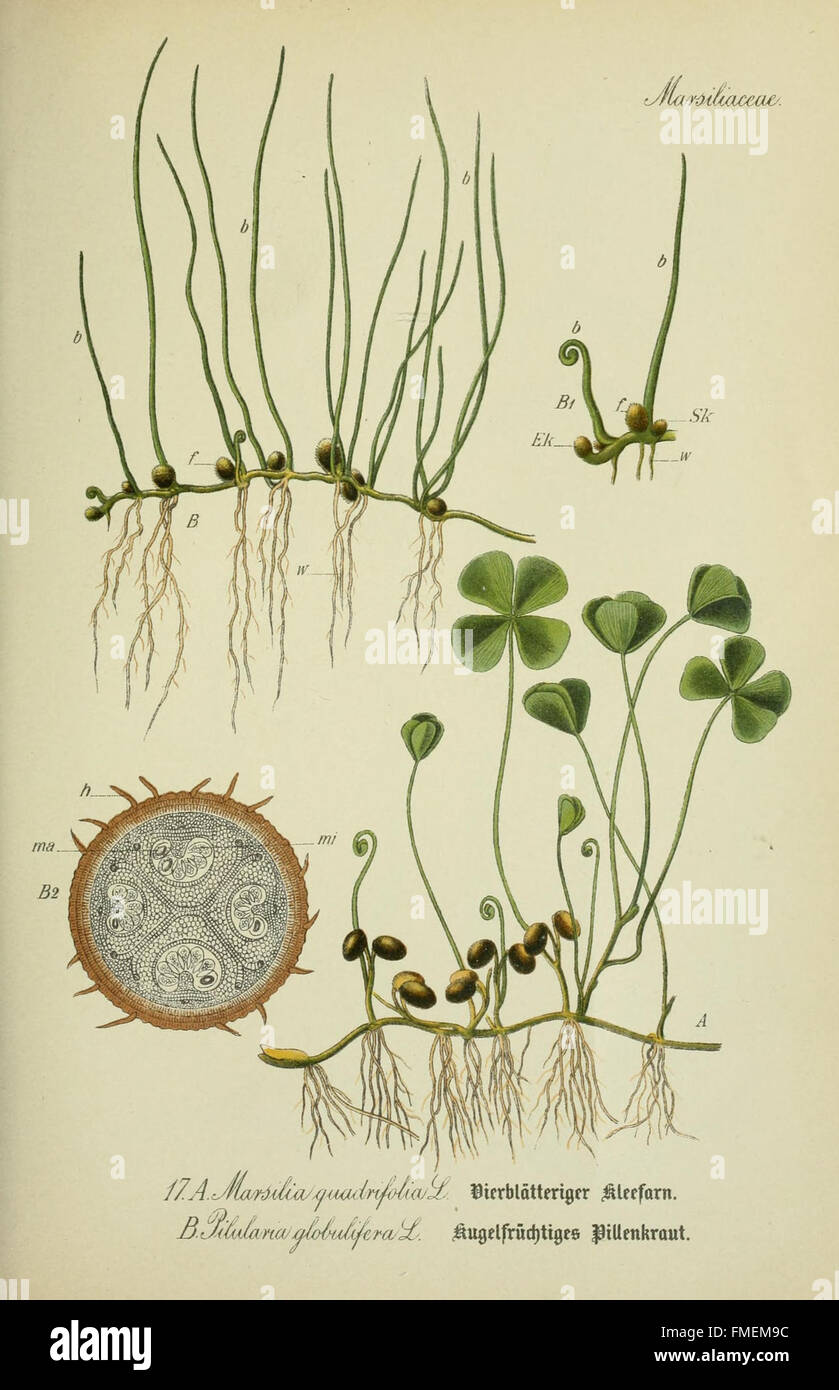 'Prof. Dr. Thomé's Flora von Deutschland' presents a detailed botanical ...