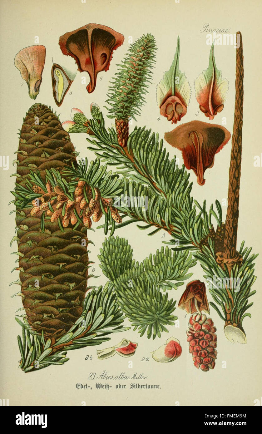 Plate 23 from 'Flora von Deutschland' by Prof. Dr. Thomé illustrates ...