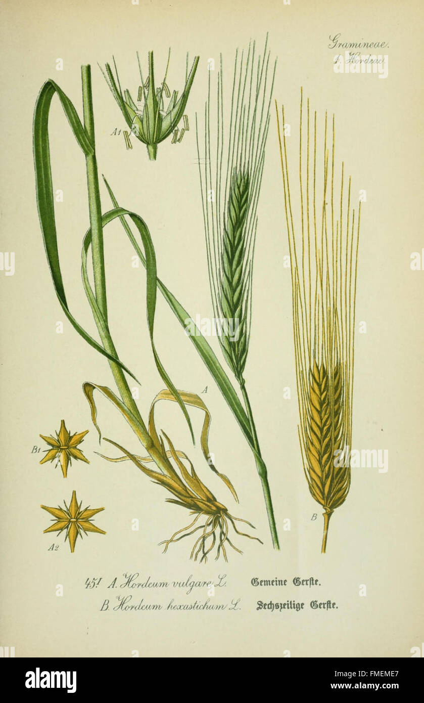 An illustration from 'Prof. Dr. Thomé's Flora von Deutschland', Plate ...