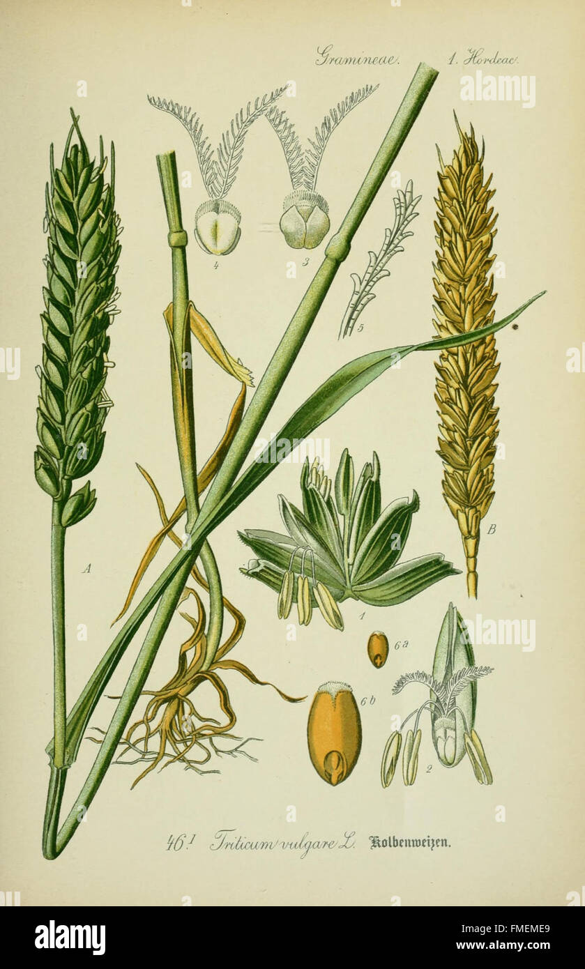 Plate 46.I from 'Flora von Deutschland' illustrates plant species ...
