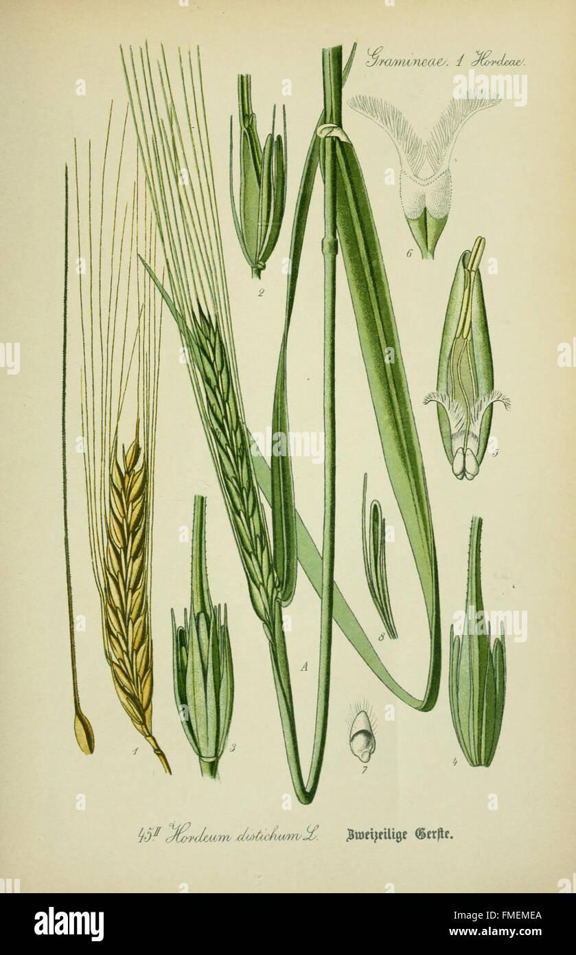 Plate 45.II from 'Flora von Deutschland, Österreich und der Schweiz ...