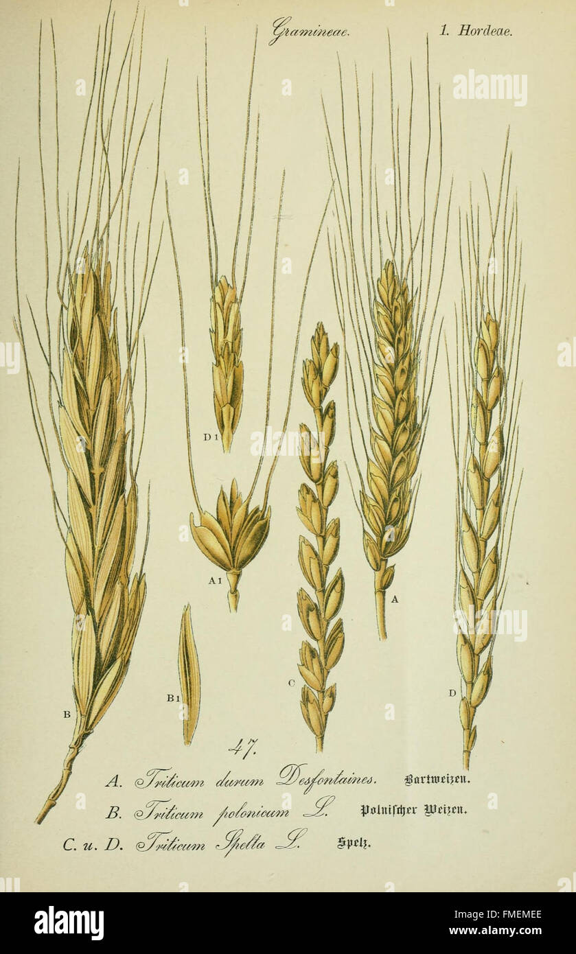 'Flora von Deutschland, Österreich und der Schweiz' by Prof. Dr. Thomé ...