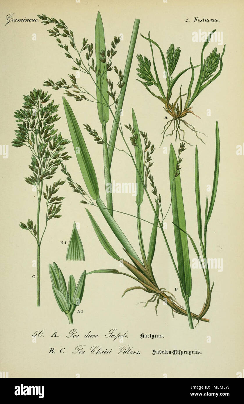 Plate 56 from 'Prof. Dr. Thomé's Flora von Deutschland' features ...