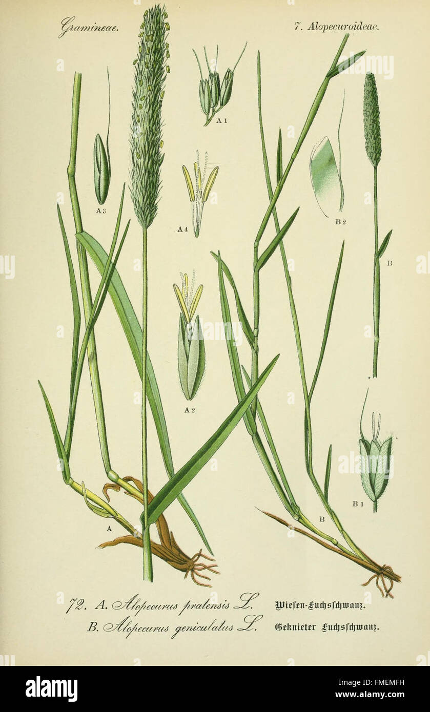 Plate 72 from 'Flora von Deutschland, Österreich und der Schweiz' by ...