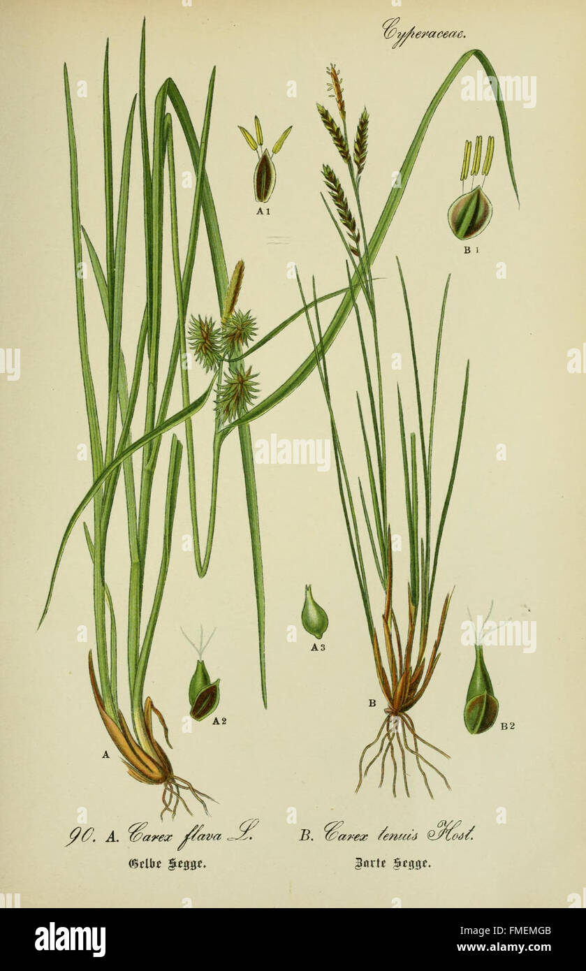 This plate from 'Flora von Deutschland, Österreich und der Schweiz ...