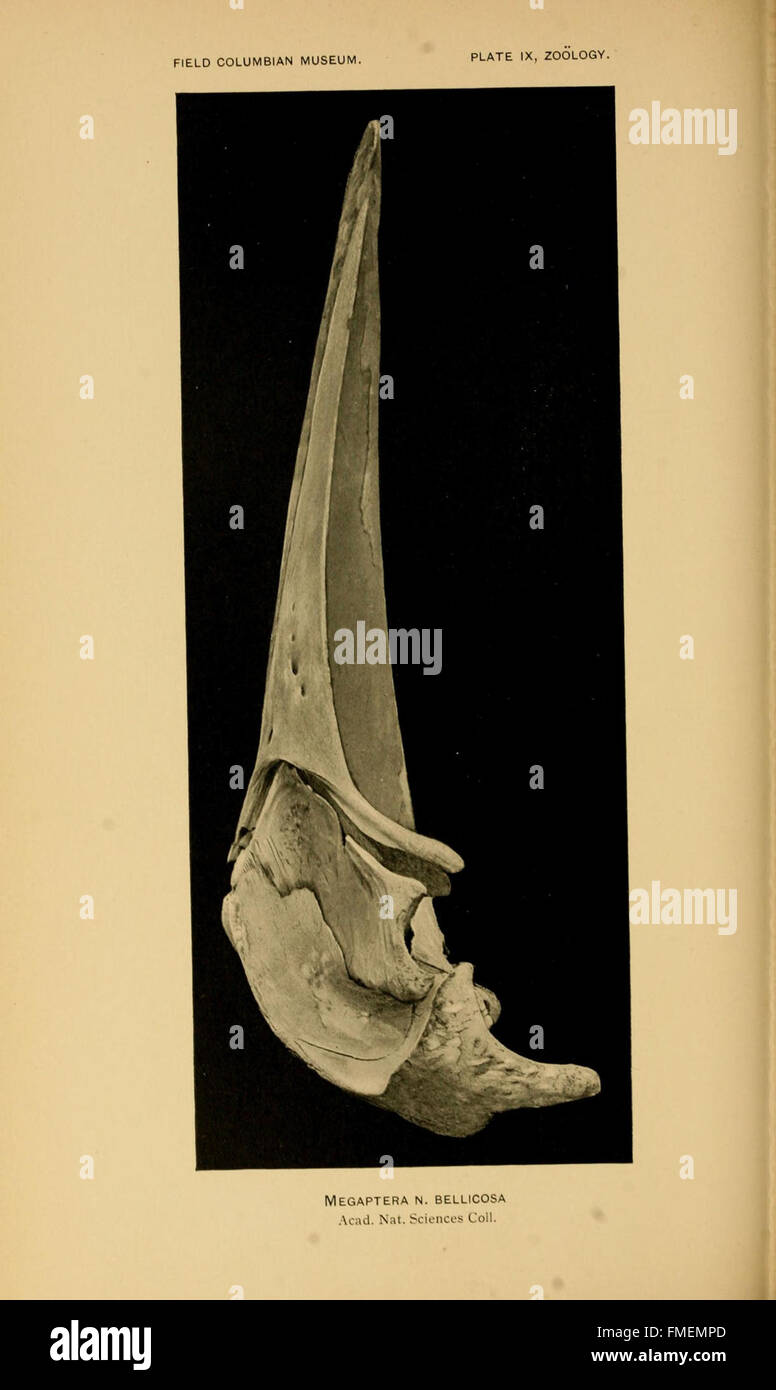 A botanical illustration plate (Plate IX) featuring various plant ...