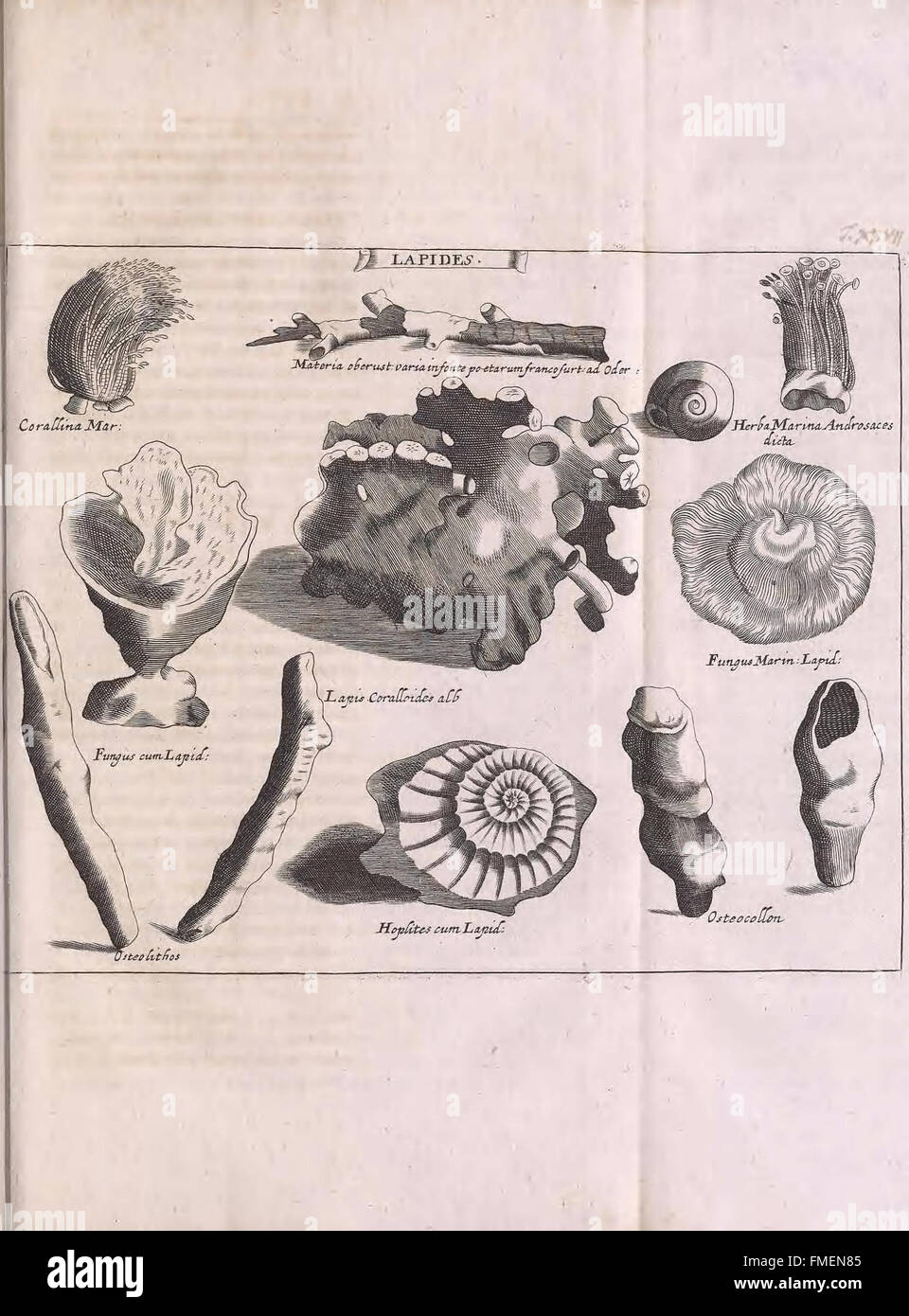 Et michael rupertus besleri hi-res stock photography and images - Alamy